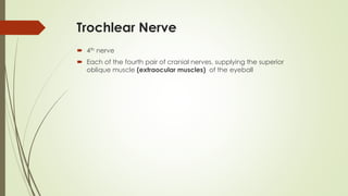 Trochlear nerve | PPT