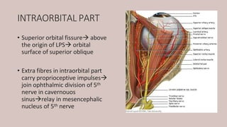 trochlearnerve-4th cranial nerve ppt.pptx