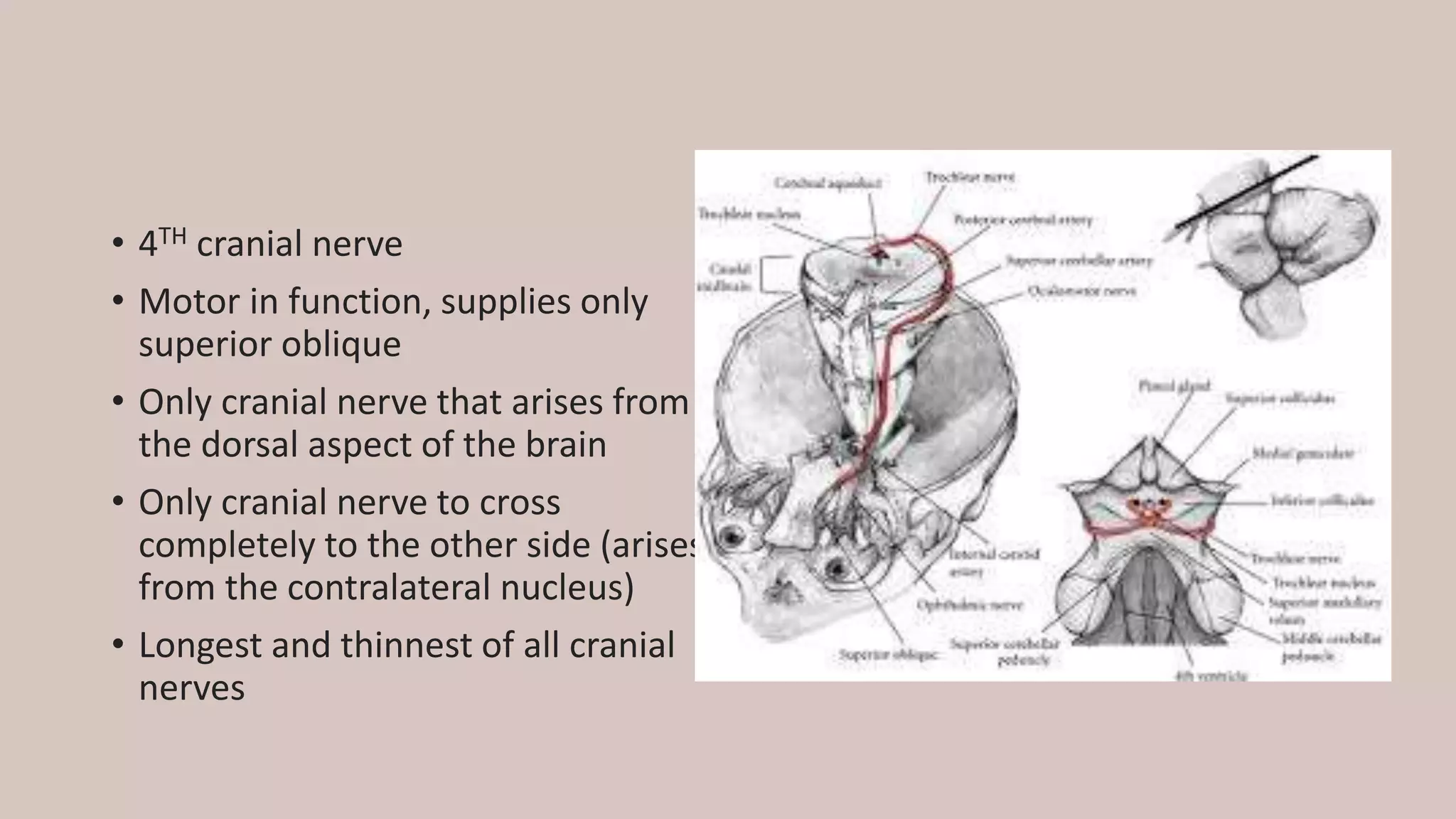 Trochlear nerve | PPTX