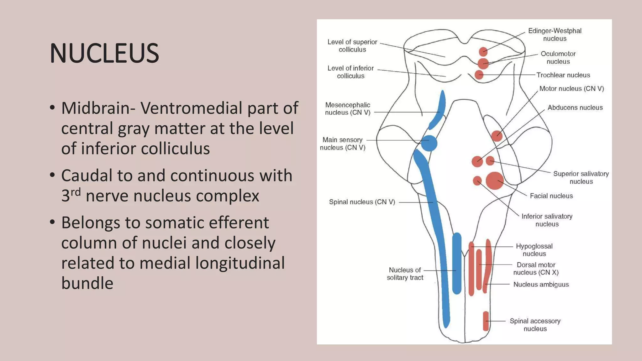 Trochlear nerve | PPTX