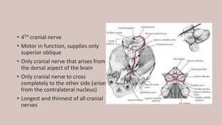 Trochlear nerve | PPTX