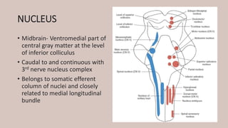 Trochlear nerve | PPTX