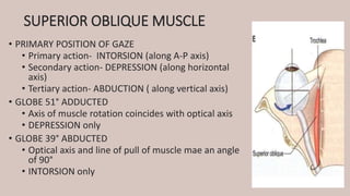 Trochlear Nerve Function
