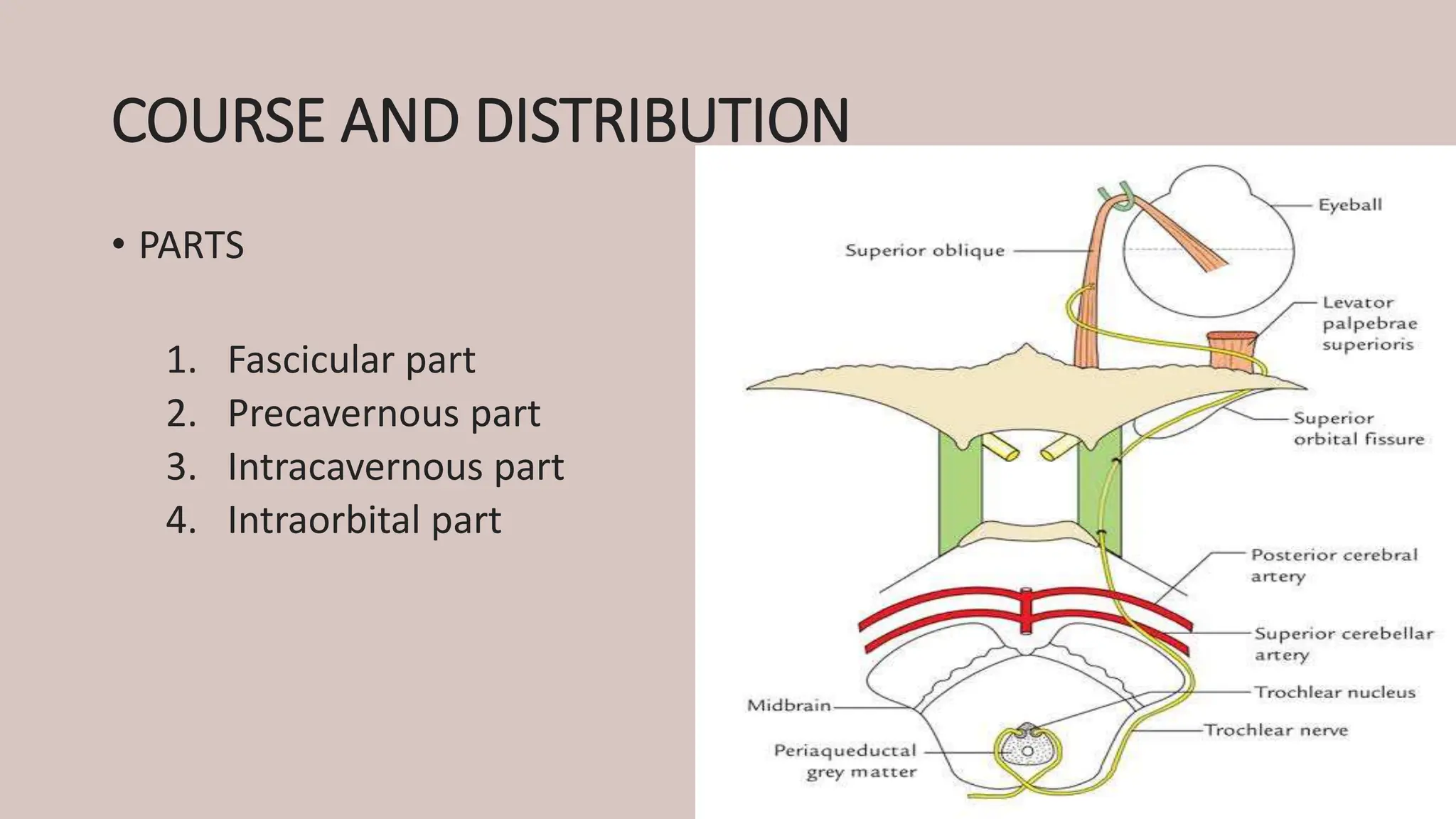 Trochlear nerve by Dr Haamid.pptx. learn about cranial nerved | PPT