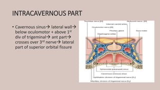 Trochlear nerve by Dr Haamid.pptx. learn about cranial nerved | PPTX