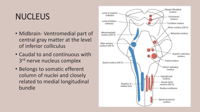 Trochlear nerve by Dr Haamid.pptx. learn about cranial nerved | PPT