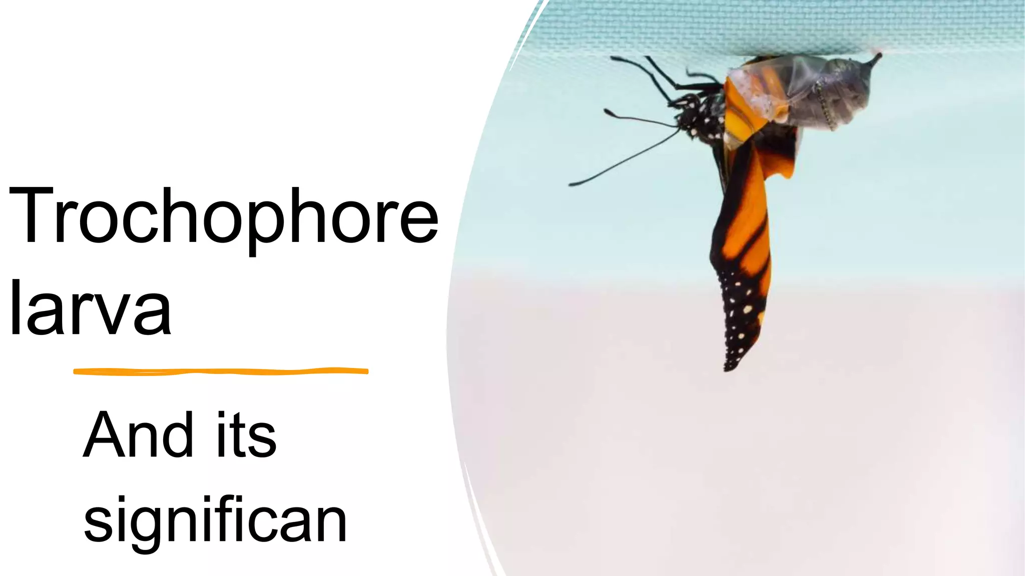 Trochophore larva | PPTX