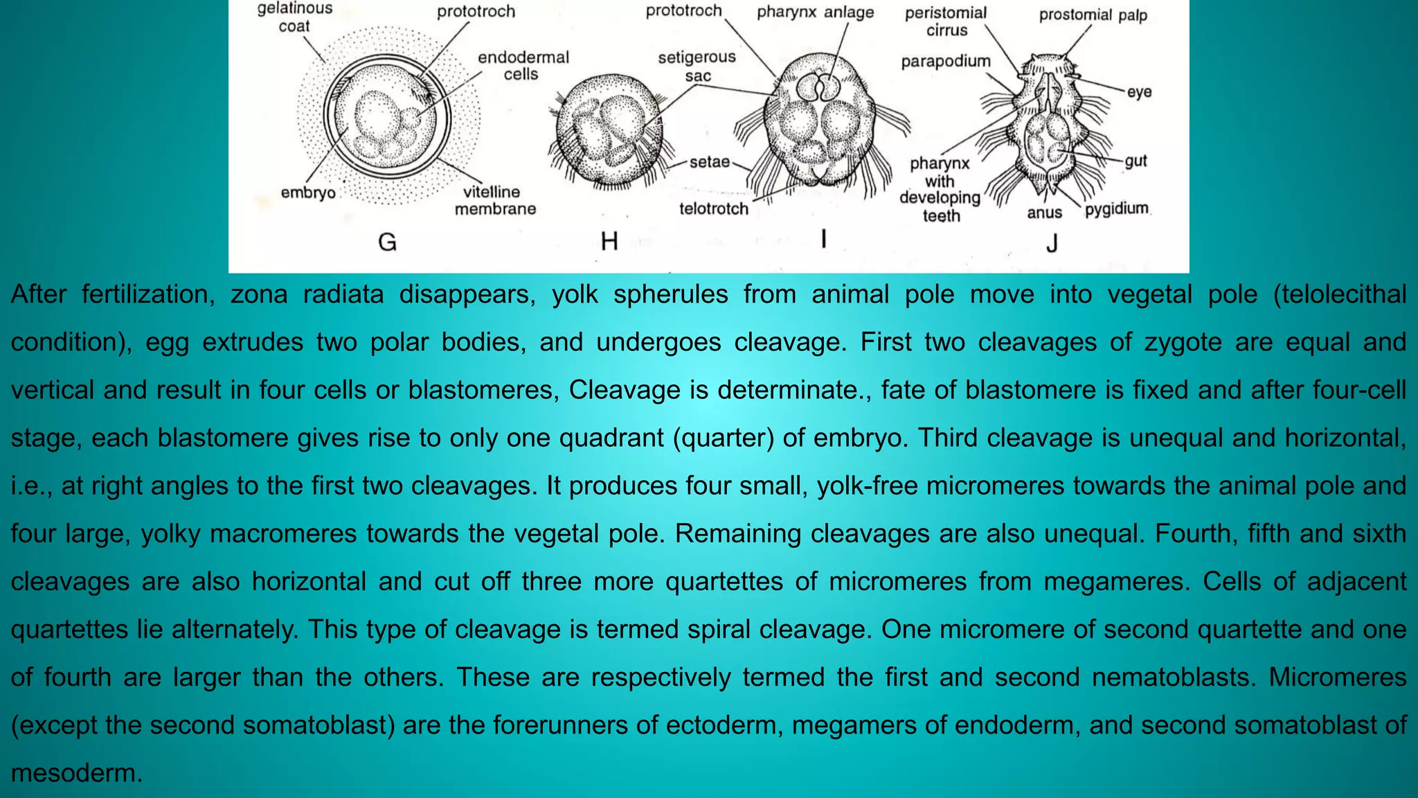 Trochophore larva | PPTX