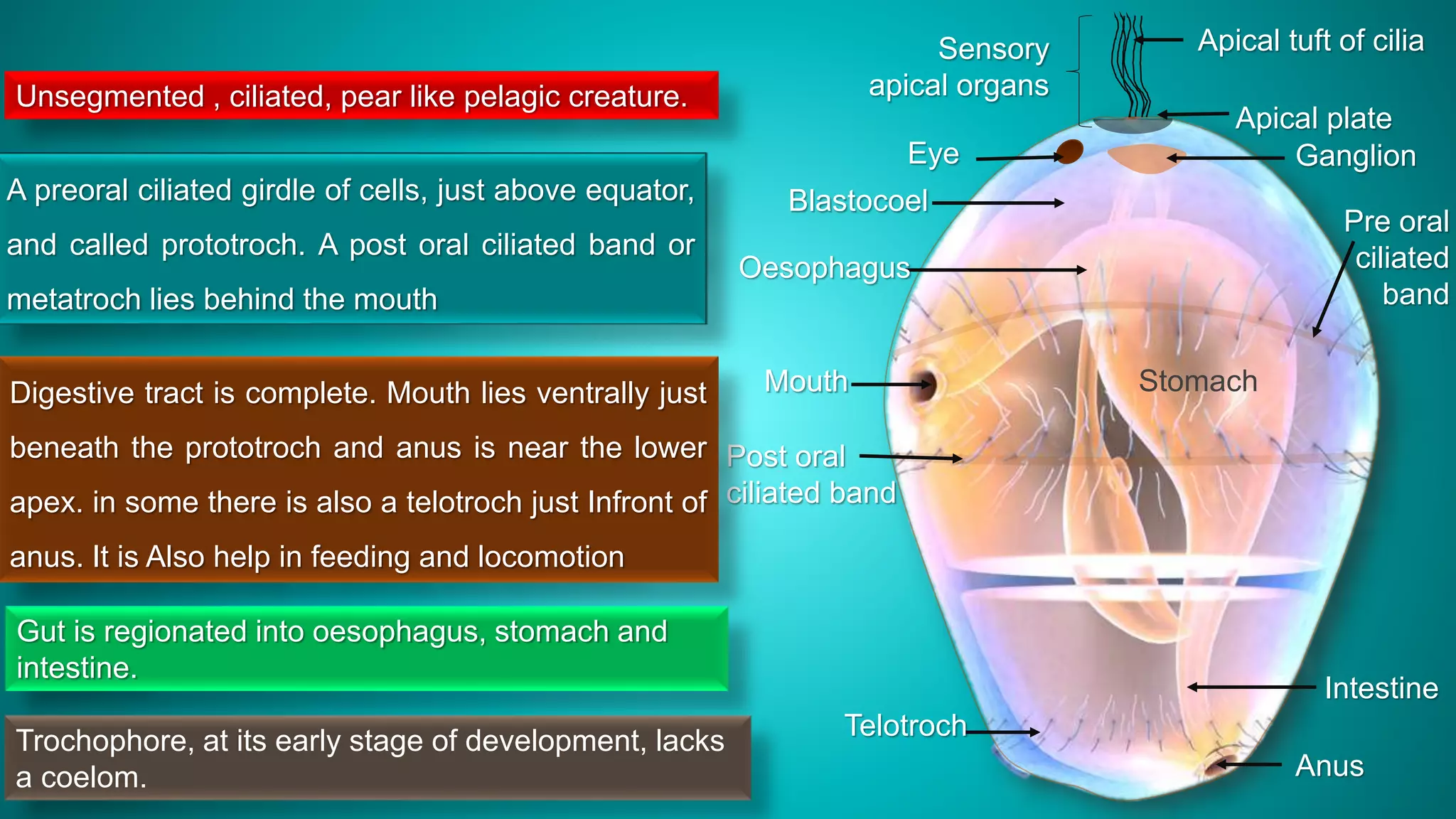 Trochophore larva | PPTX