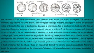 Trochophore larva | PPTX