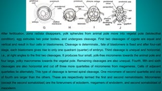 Trochophore larva | PPTX