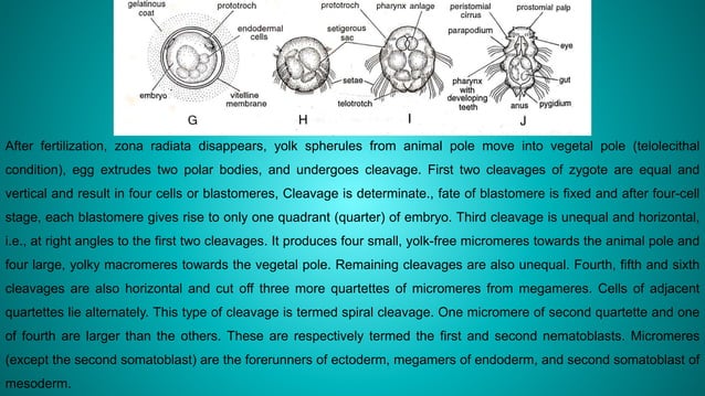 Trochophore larva | PPTX