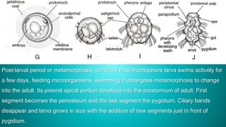 Trochophore larva | PPT