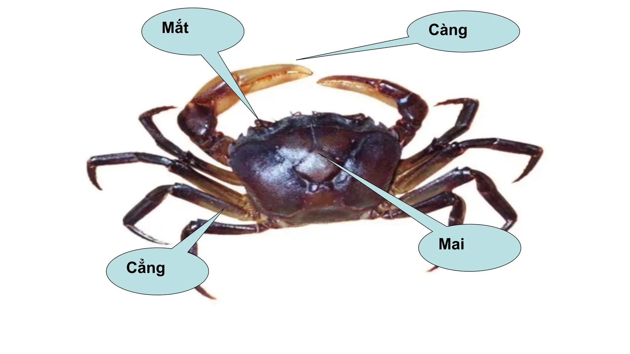 tro chuyen ve con vat song duoi nuoc.ppt