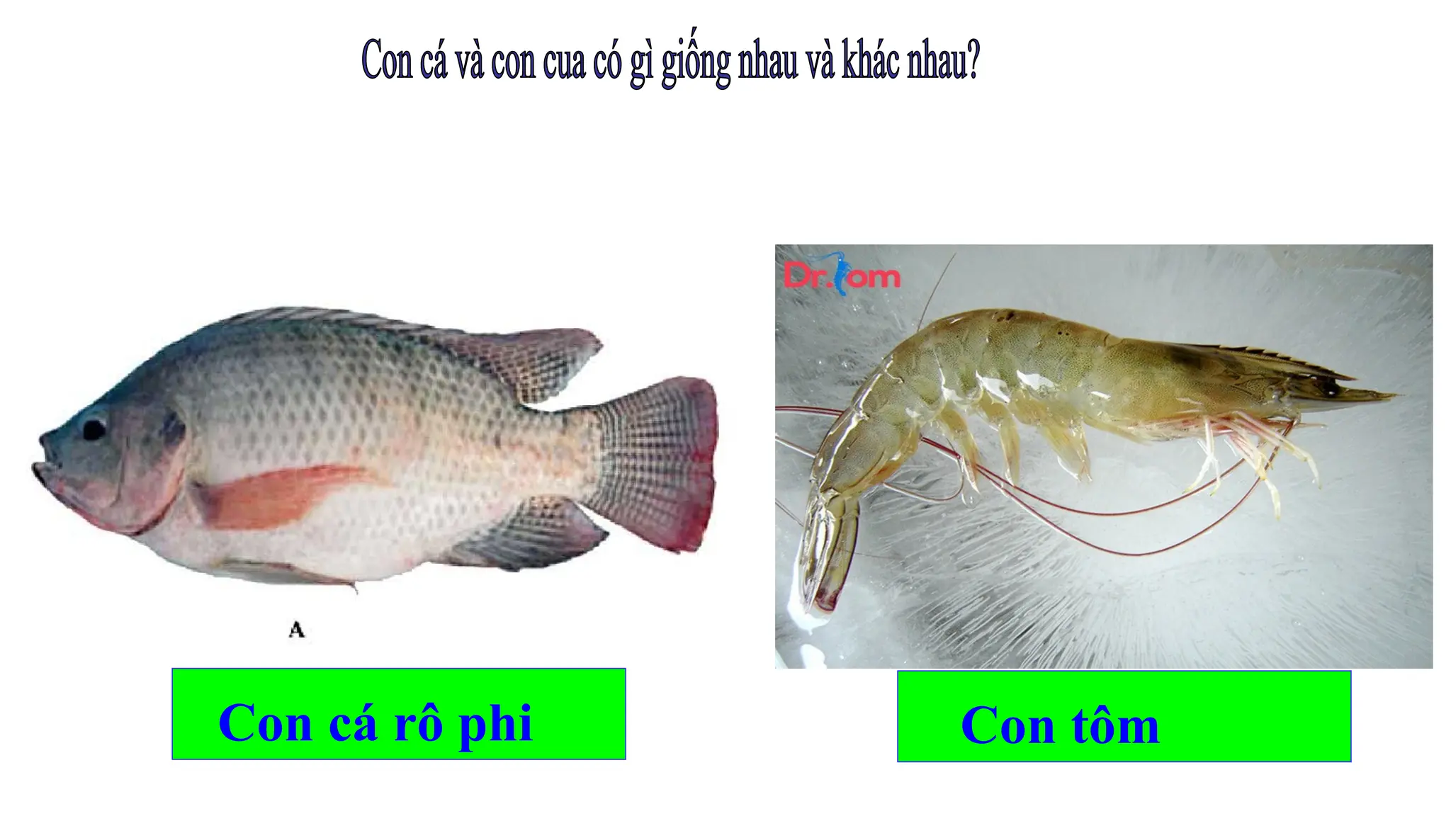 tro chuyen ve con vat song duoi nuoc.ppt