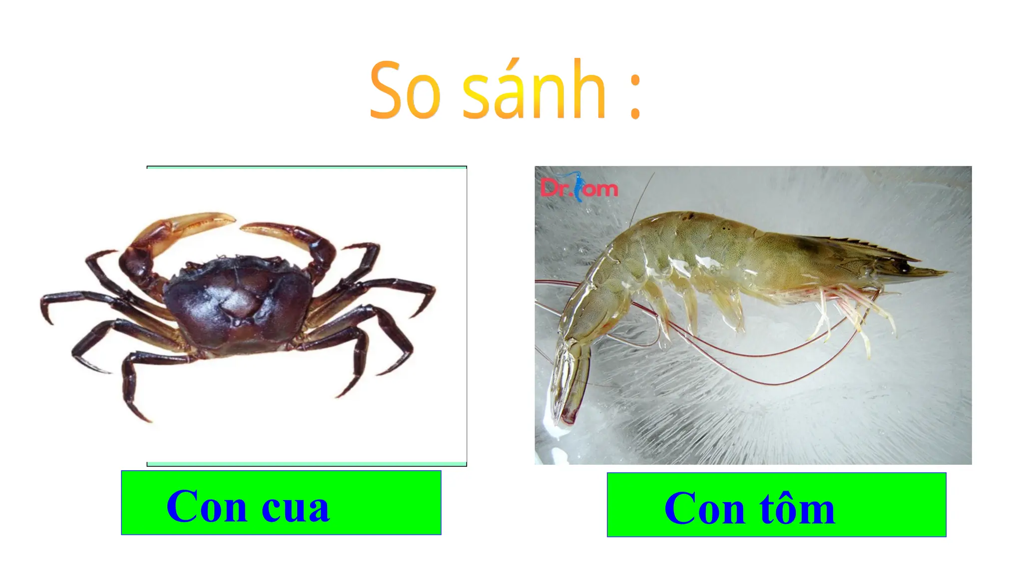 tro chuyen ve con vat song duoi nuoc.ppt