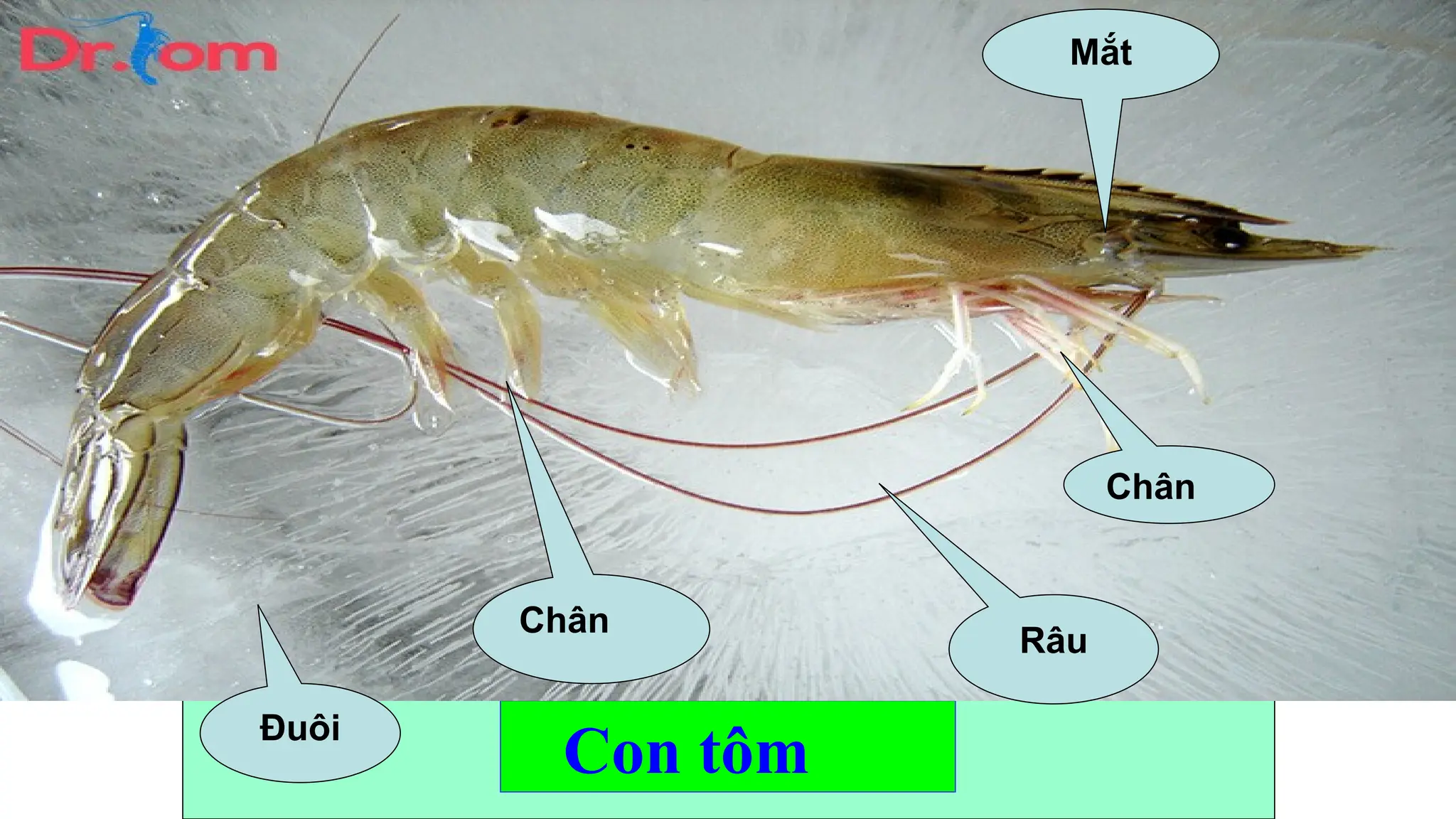 tro chuyen ve con vat song duoi nuoc.ppt