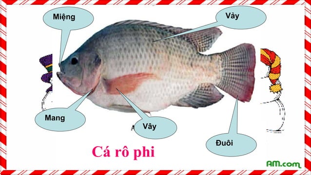 tro chuyen ve con vat song duoi nuoc.ppt