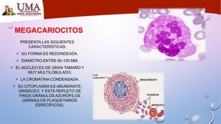 Trombocitopoyesis | PPT