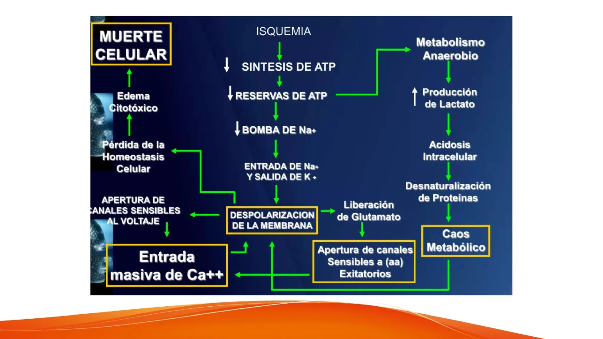 TROMBOLISIS EN ENFERMEDAD CEREBR VASCULAR ISQUEMICO.pptx