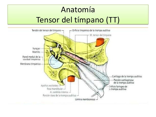 Trompa de eustaquio