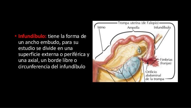 Anatomía - Trompas uterinas