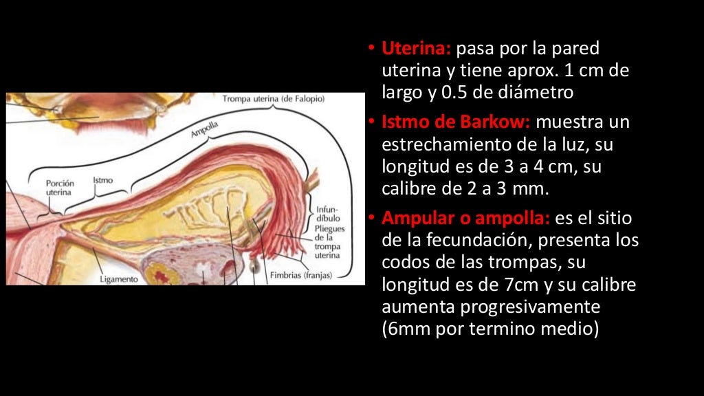 Anatomía - Trompas uterinas