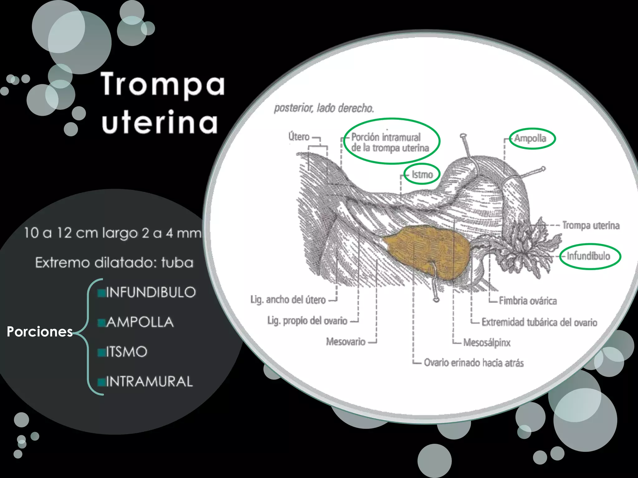 Trompa uterina | PPT
