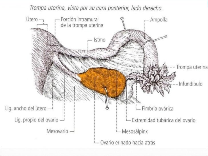 Trompa uterina