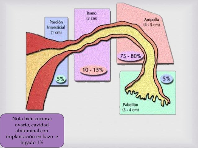 Trompa uterina y Mama