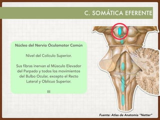 Configuración Interna de Tronco Encefálico | PDF