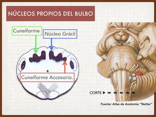 Configuración Interna de Tronco Encefálico | PDF