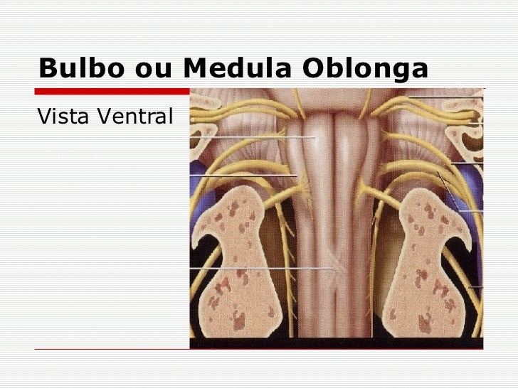 Tronco Cerebral