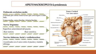 Tronco del-Encéfalo -Neuroanatomía 4B | PPTX