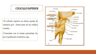 Tronco del-Encéfalo -Neuroanatomía 4B | PPTX