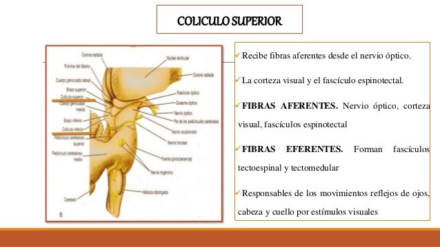 Tronco del-Encéfalo -Neuroanatomía 4B