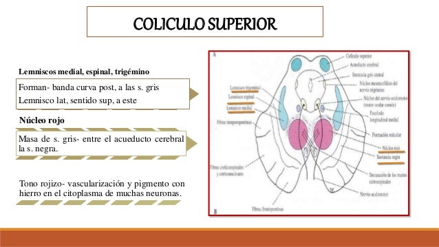 Tronco del-Encéfalo -Neuroanatomía 4B
