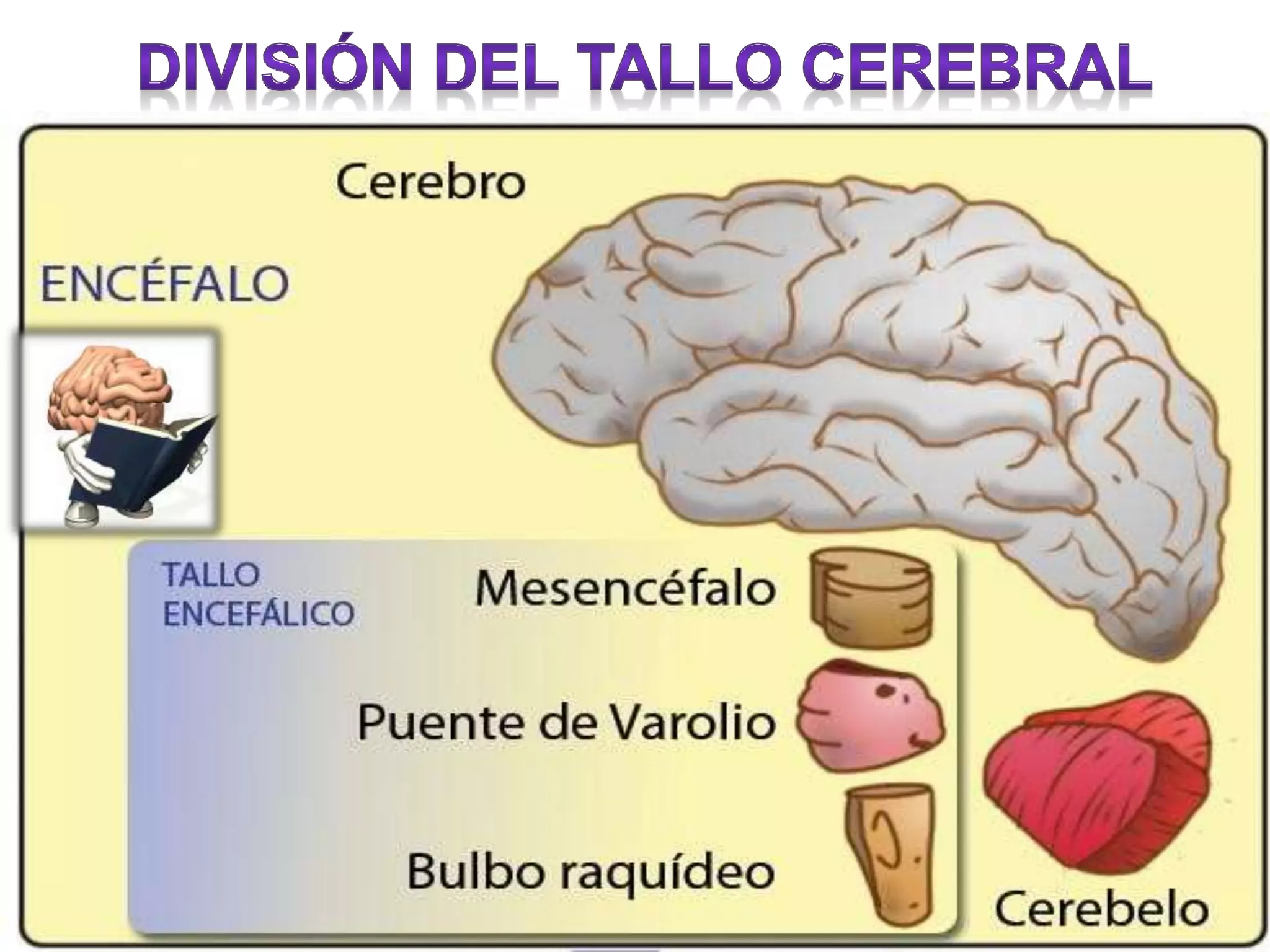 Tronco cefalico | PPT