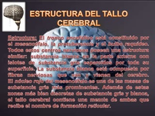 Tronco cefalico | PPTX
