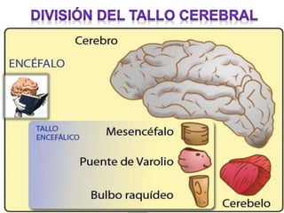 Tronco cefalico | PPTX