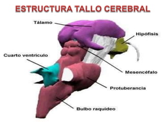 Tronco cefalico | PPTX