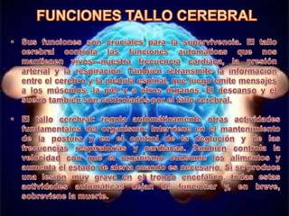 Tronco cefalico | PPTX
