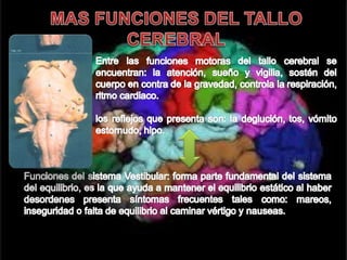 Tronco cefalico | PPTX