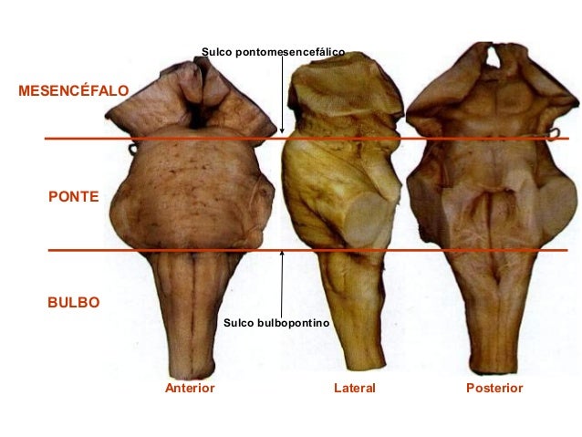Tronco cerebelo