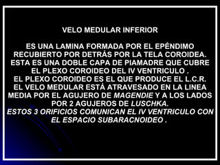 Tronco cerebral 1 | PPT