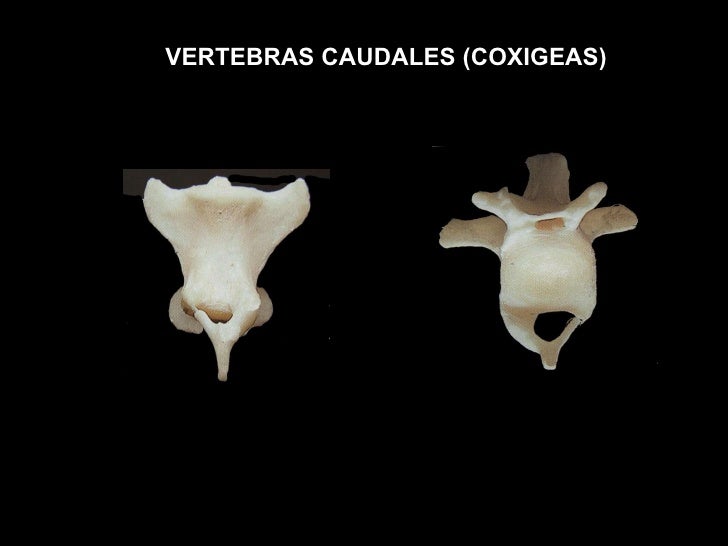 Tronco dorso en general I