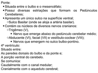Tronco encéfalico | PDF
