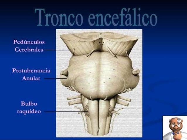Tronco encefálico- Pares craneales.