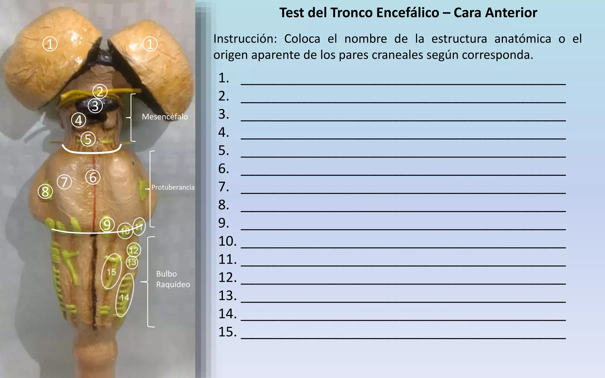 Test del Tronco Encefalico | PPTX | Brain and Nervous System Disorders ...