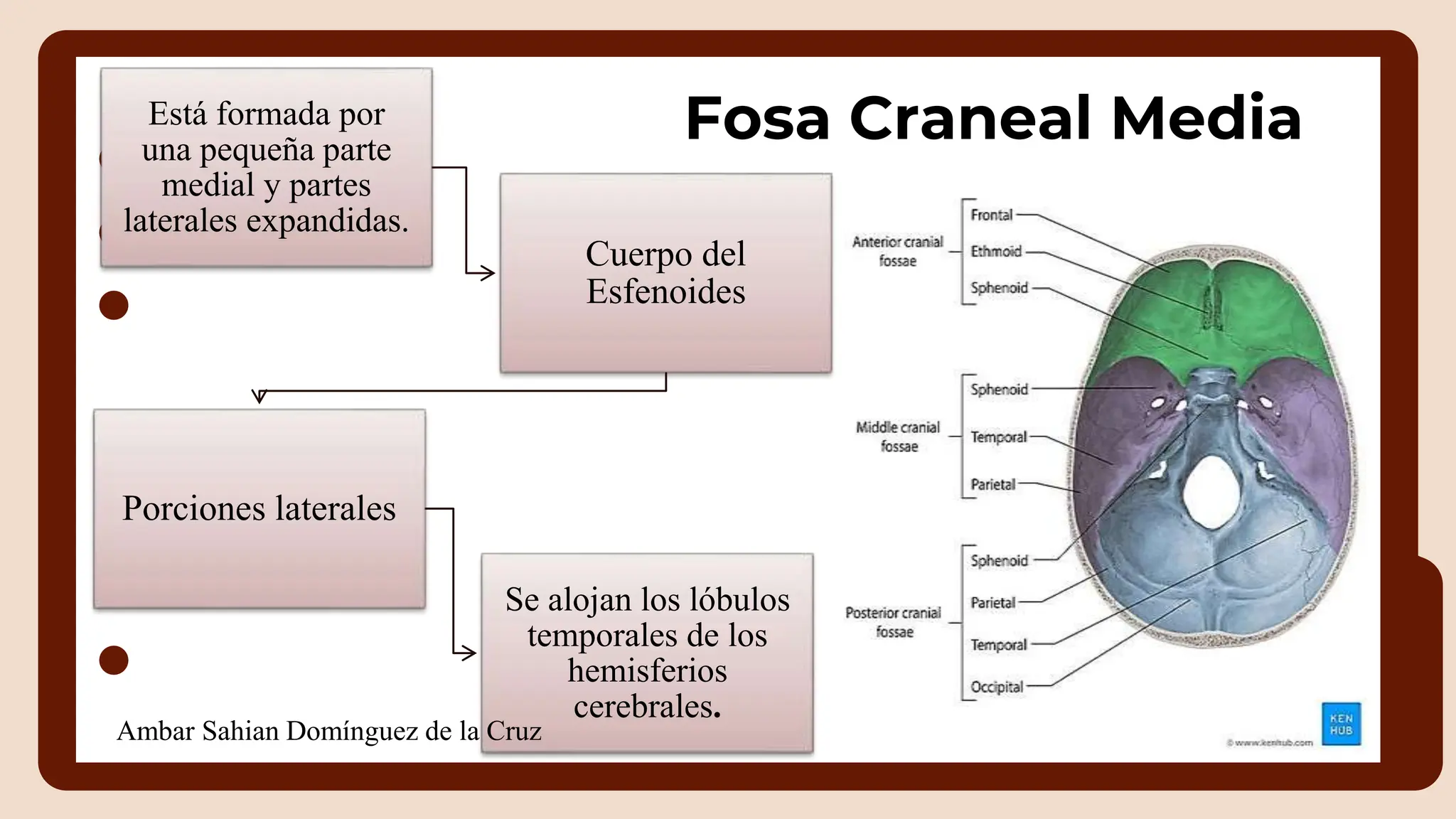 neuroanatomia y fisiologia del tronco encefalico | PPTX | Bone and ...